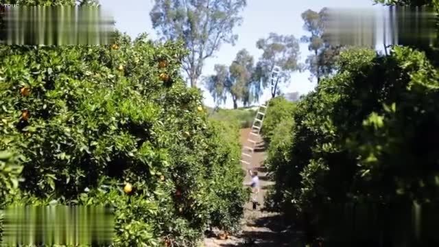 柑橘 _How Does it Gow