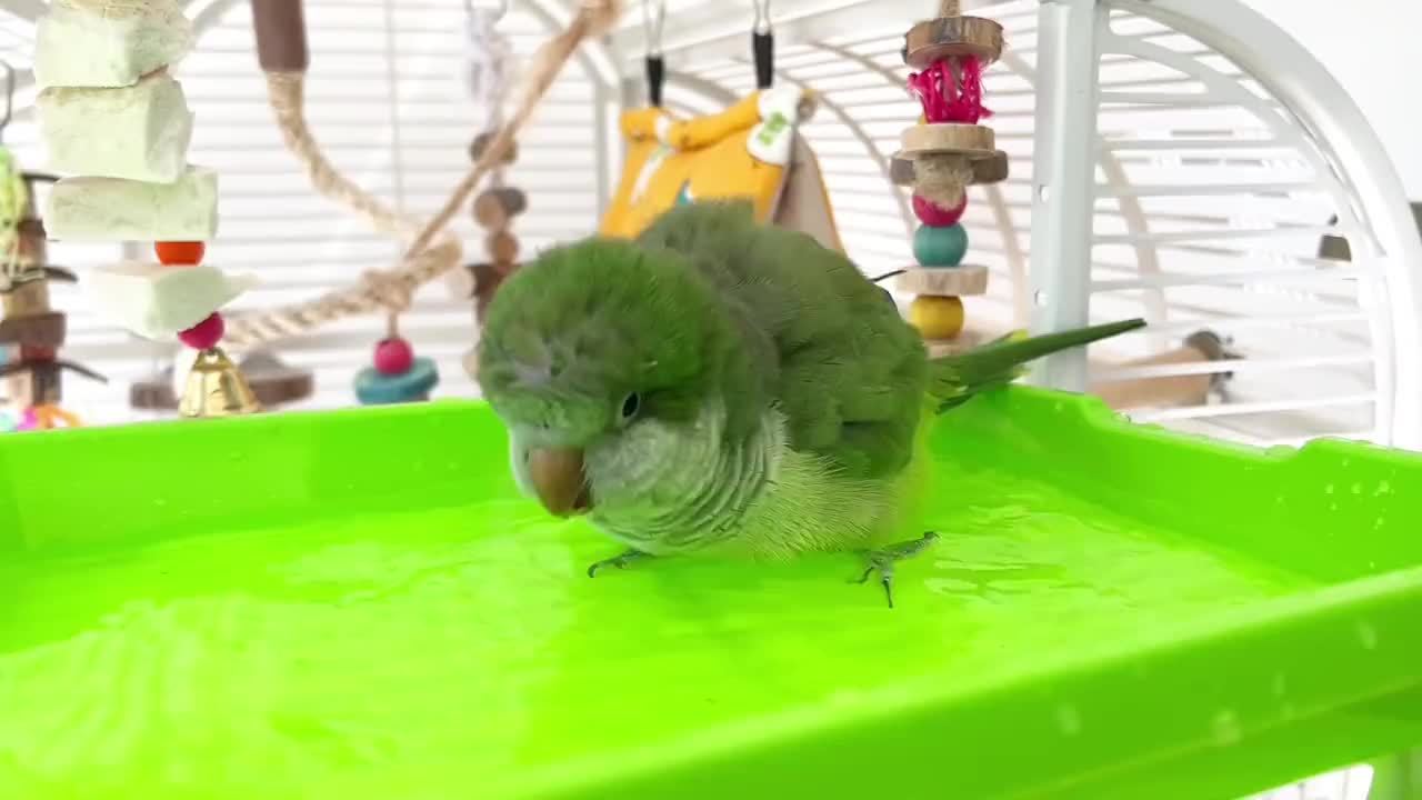 哎敲两下霍霍完鼠标就开始拆键盘了