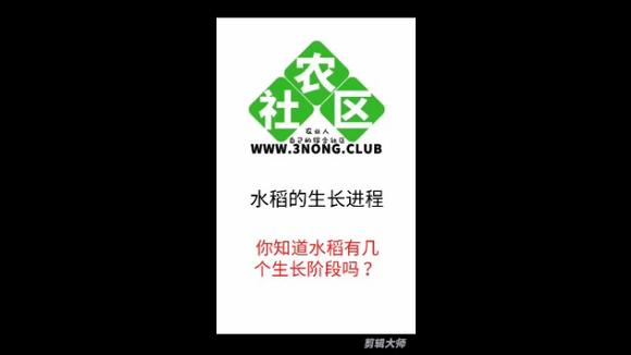 水稻的生长进程001