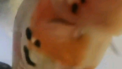 新鱼入缸,泡包40分钟,开包放黄粉泡15分钟,记得开包后全程打氧哦