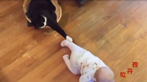 捣蛋宠物与萌娃的搞笑日常网友:骗我生娃?还想骗我养宠物?