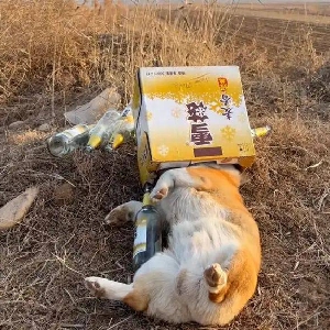 原谅帽山东派送员 