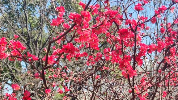 玻璃翠花真美丽
