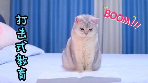 小猫咪讨厌主人,再也不想做她的小孩了