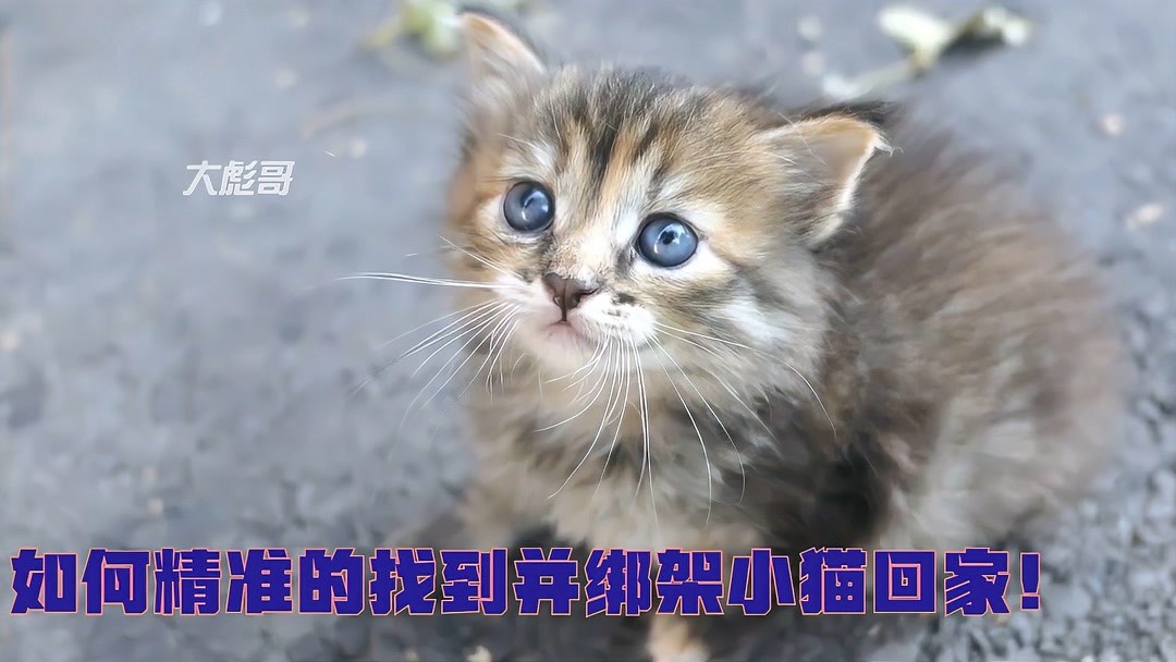 如何快速地找到流浪猫,并把它绑架回家,让外面少个流浪的猫孩子