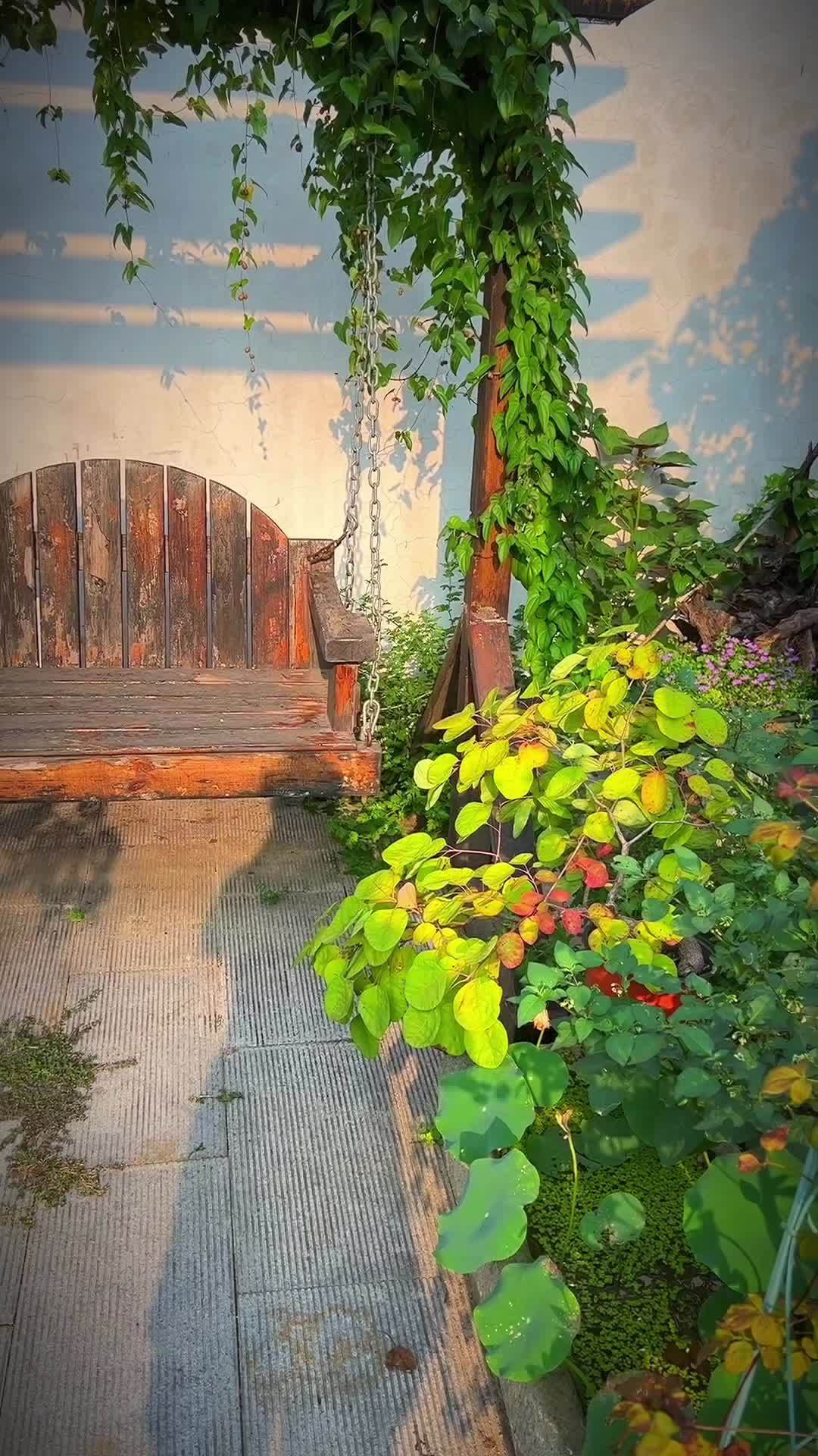 早上运动结束的时候,发现太阳在墙上画了一幅生动的画……#小院时光