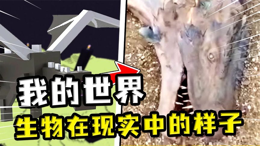 我的世界:查看生物真实世界的样子,美西螈要两只手来抱