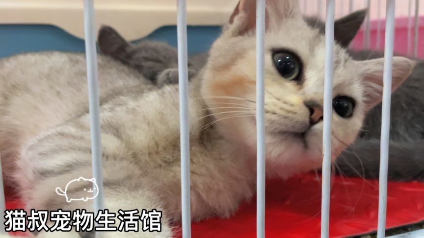 会撒娇的小猫咪不会没人要吧