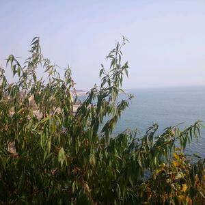积极的小红花OI 