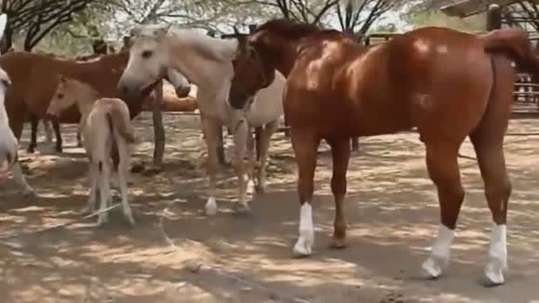 帅哥马公子外出溜达,遭母马的包围!太受欢迎了