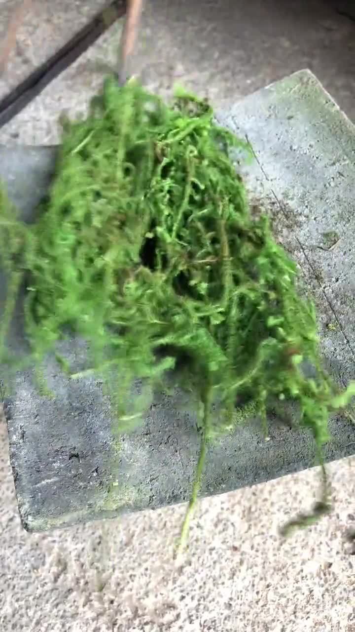 农村常见的伸筋草 伸筋草粉