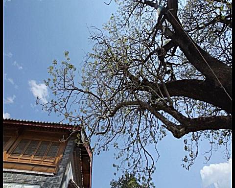 纳西族-民族文化宣传片