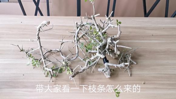 如何让修剪下的对节白蜡枝条变废为宝,做成小盆景,一起看下。