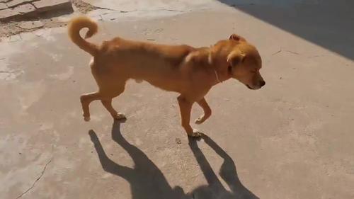 挣脱铁链的恶狗太猖獗,见一个咬一个,小狗集体讨饶#新年搞笑视频