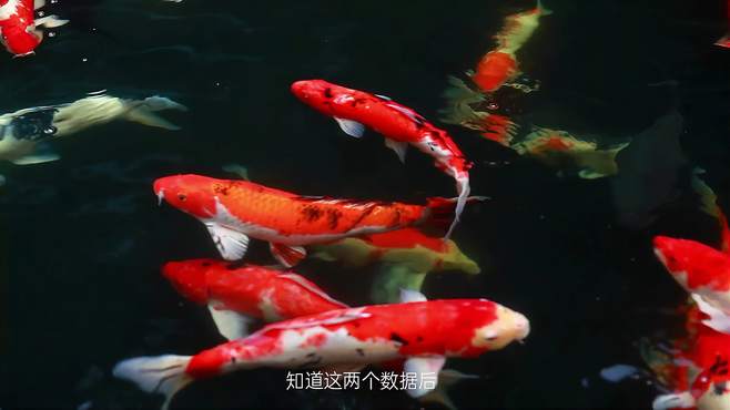 锦鲤鱼缸循环水泵的使用方法