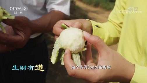 [生财有道]“糖包子”无花果 糖度可以达到20度