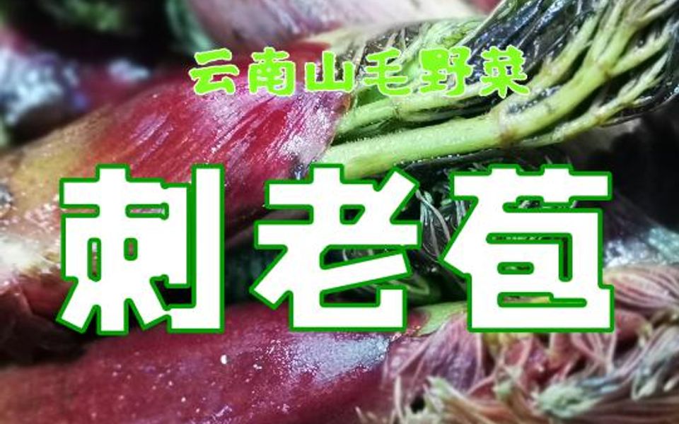 【云南菜】古老的山野菜刺老苞