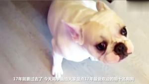 17年最受欢迎的狗狗排名,铲屎官进来瞧瞧你的宠物是第几名?