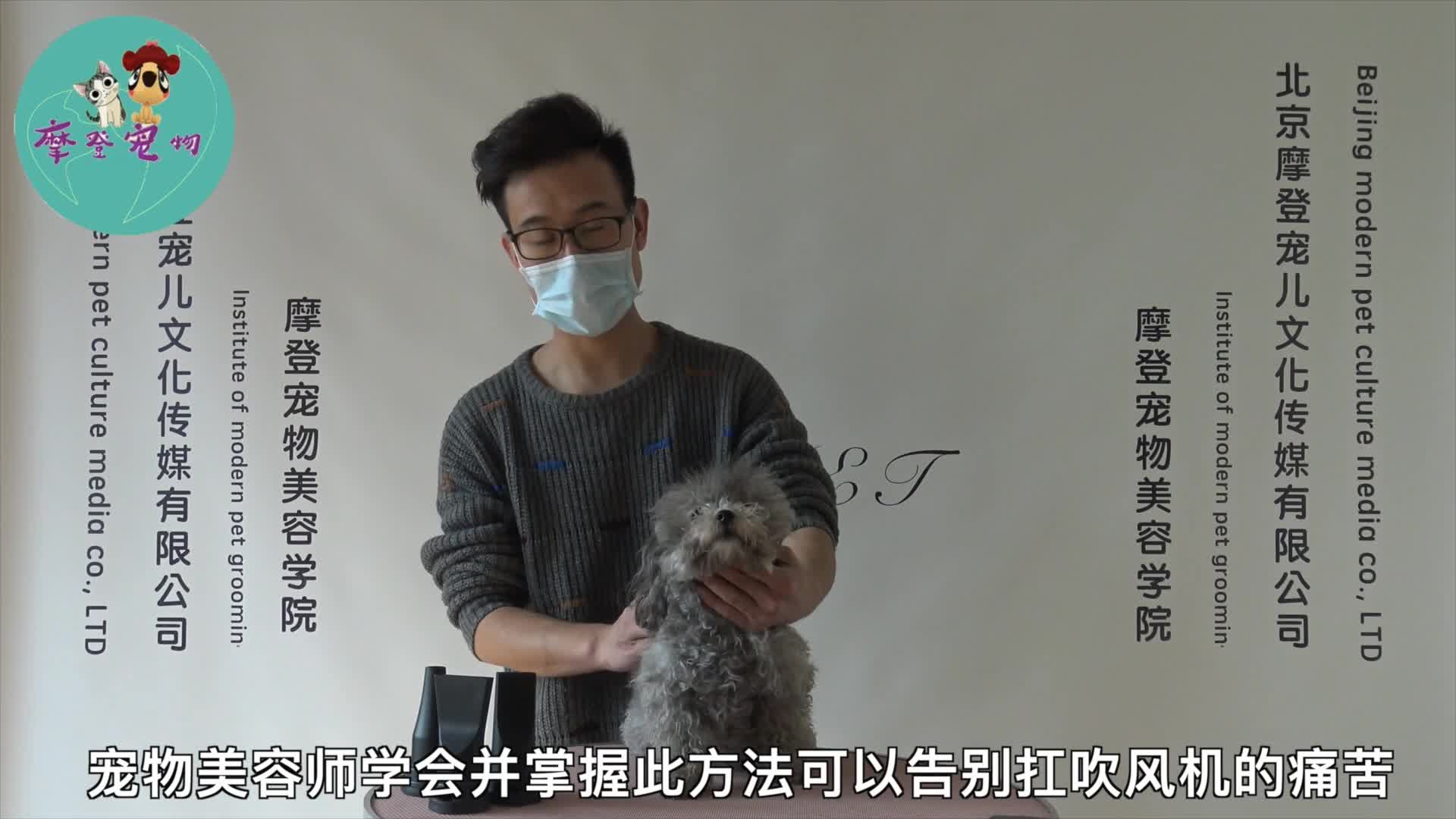 宠物美容师培训教程 摩登宠物快速拉毛宣传