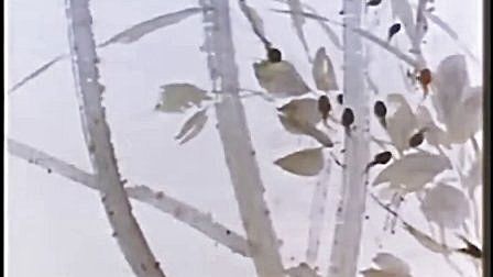 小蝌蚪找妈妈(水墨)