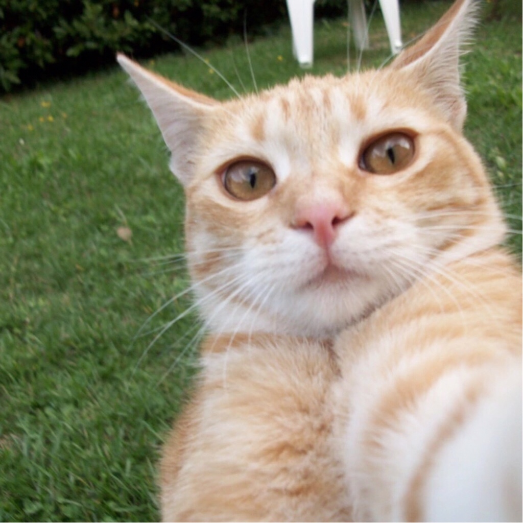 春田花花花椰菜 