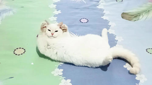 人见人爱的小母猫,主动跟主人撒娇卖萌太暖了,猫爸却突然伤害它