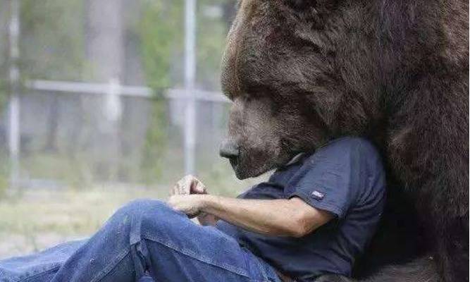 俄罗斯棕熊心情低落,饲养员十分大胆,一把抱在怀里安慰着它!