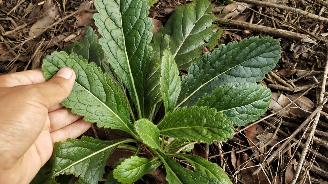 这就是野生中草药野生地黄,别搞错了,小植物大用途哦!