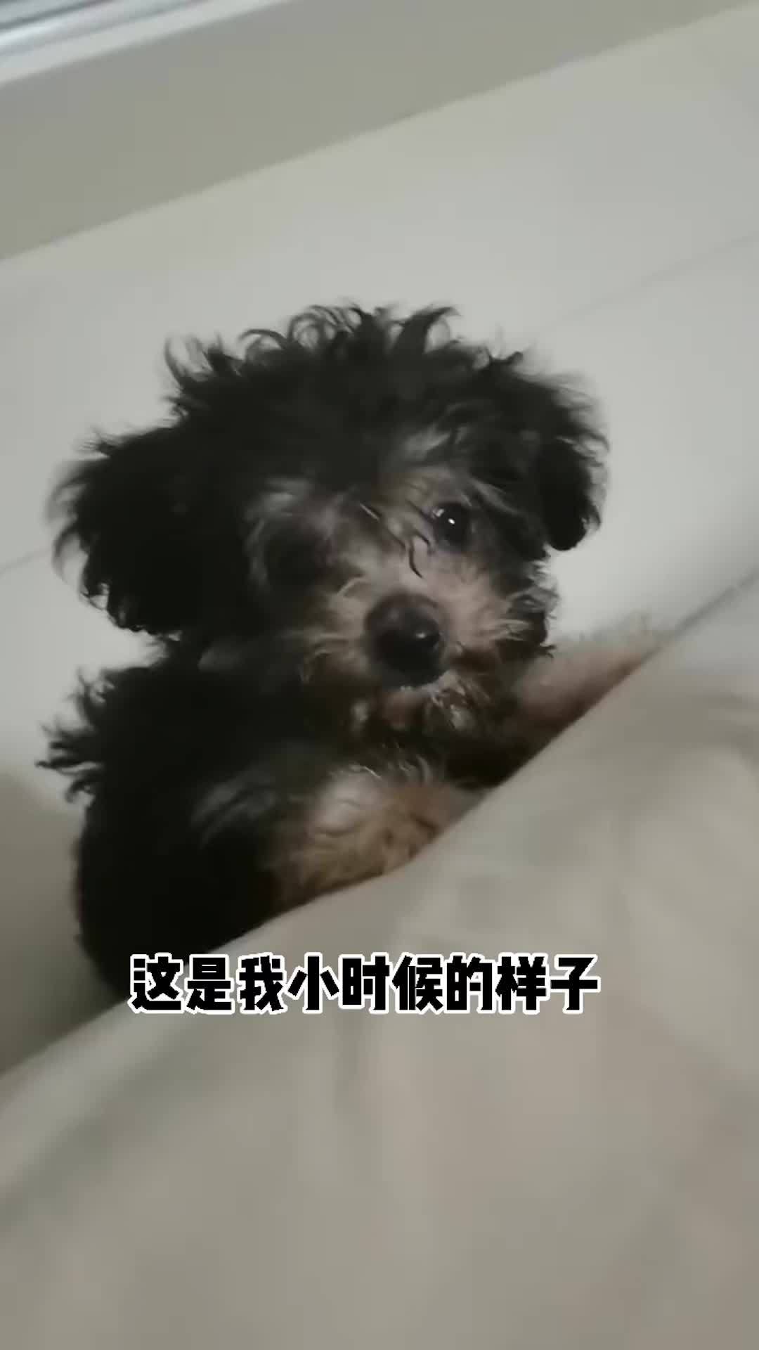 无论你什么样子,嘛嘛都会一直爱你#我家毛孩子