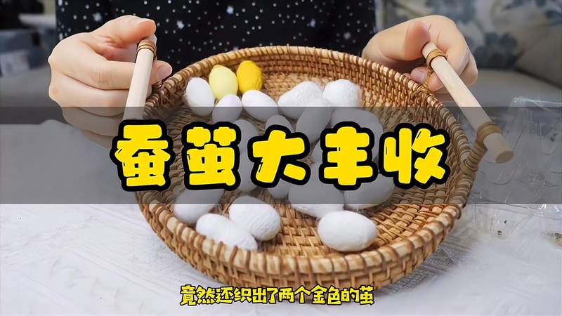 蚕茧大丰收啦蚕宝宝吐丝蚕茧萌知计划星河知识计划智慧生活星