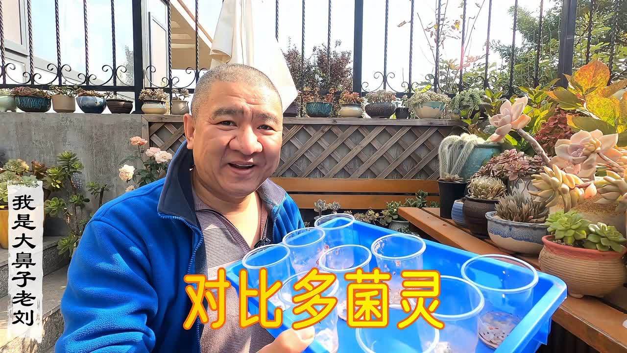 这种园艺赠品"多菌灵"有没有效果?做个实验对比看看等待结果