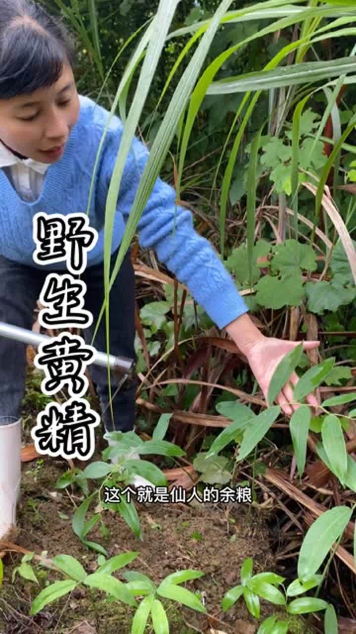 有多少人知道它为什么叫野生黄精?