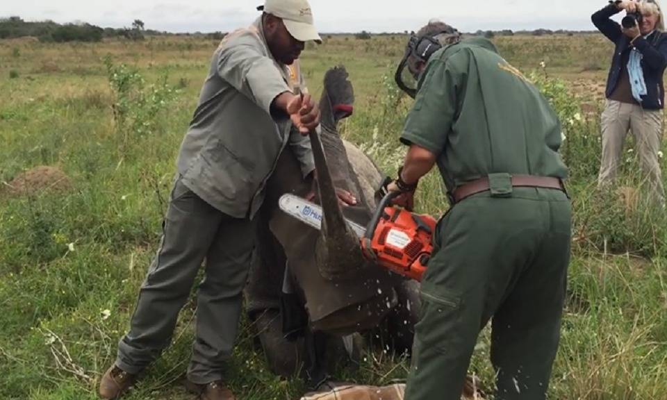 犀牛角被残忍切割!得知真相后,网友纷纷表示:坐不住了