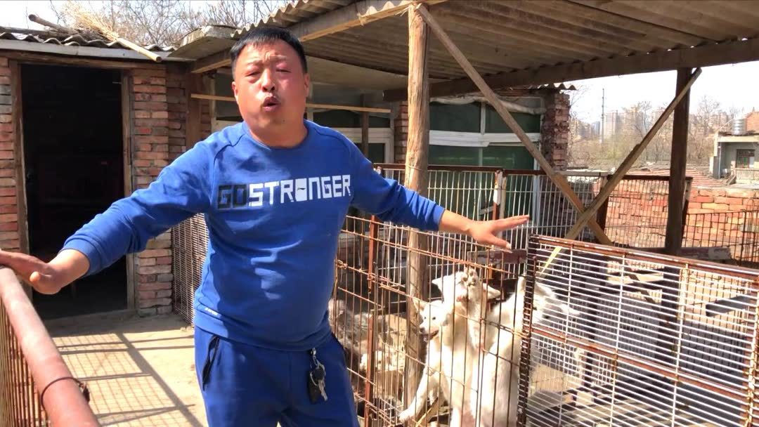 他是专养宠物犬,他养的数量多,品种纯,毛色稀少,大家来欣赏下