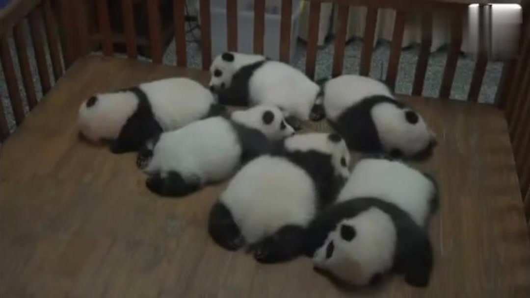 你知道小熊猫和大熊猫的区别吗