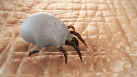 在你脸上产卵的螨虫,是怎么活动的?3D模拟演示全过程