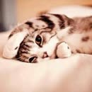 二傻三傻都被占用了 