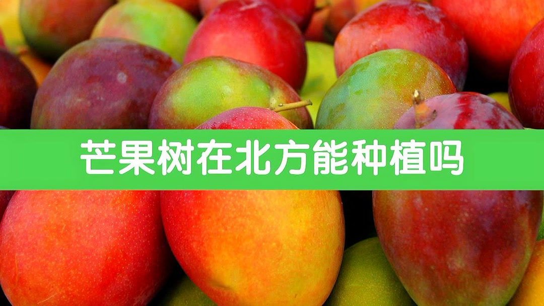 香甜的芒果,现在正是季节,适合养在南方