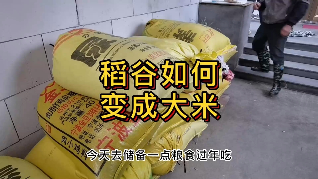 稻谷如何变成大米,勤劳的付出,满满的收获