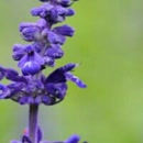 爱弹钢琴的哥舒建同 