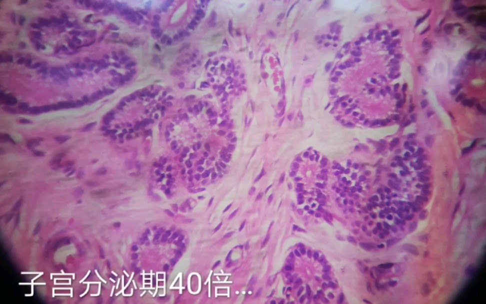人体组织切片镜头