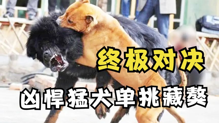 彪悍猛犬单挑藏獒,藏獒咬着对方耳朵不松开,耳朵差点被撕掉!