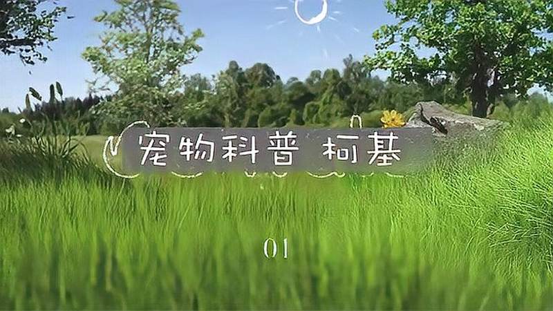 宠物科普之柯基篇(一)