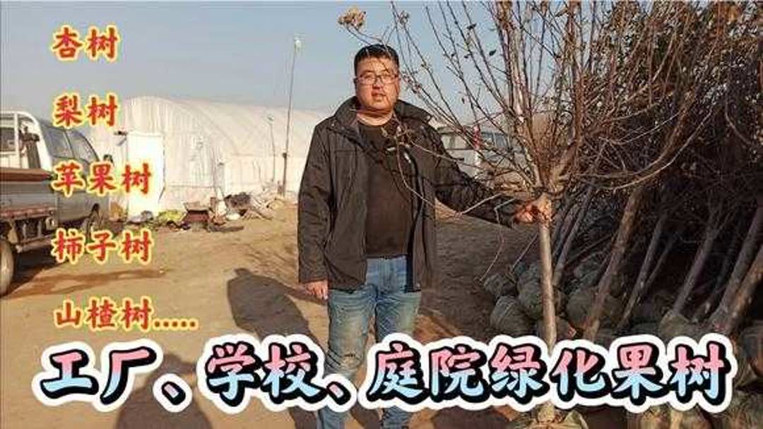 实拍山东最大的果树苗木集散地,各路客商云集,绿化果苗价格便宜