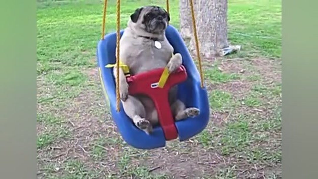 狗狗搞笑视频——哈巴狗的精彩表演