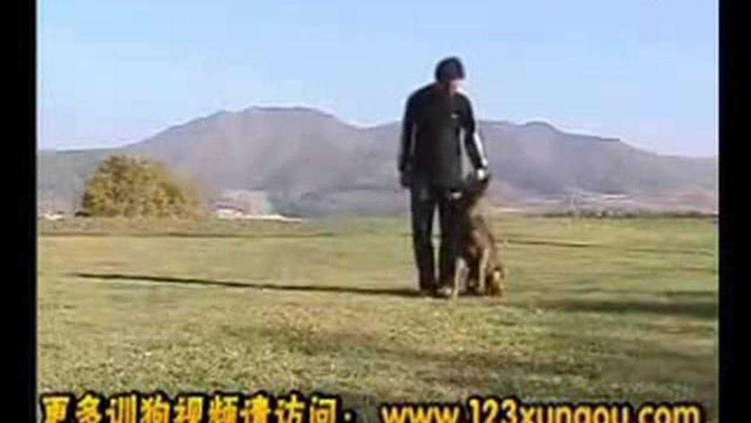 黑背犬和狼青打架 比特犬打架视频黑背