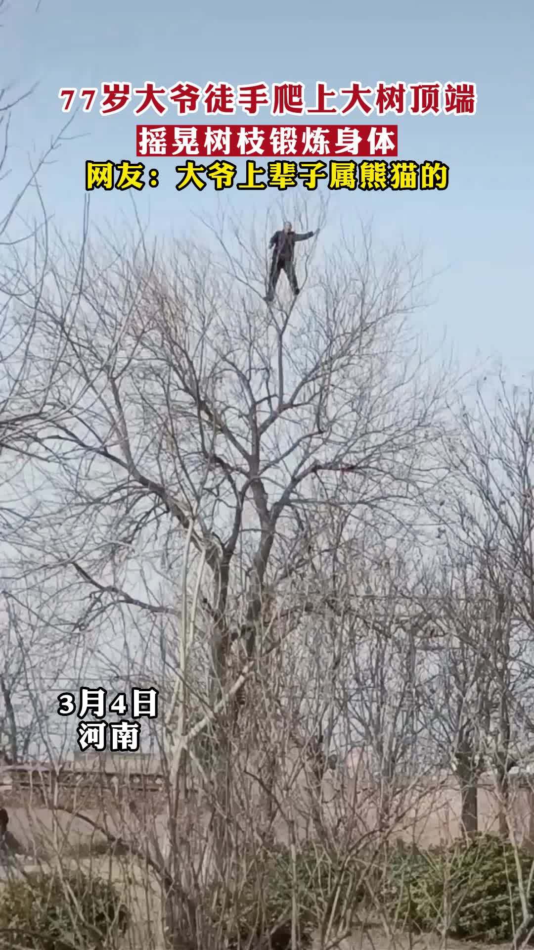77岁大爷徒手爬上大树顶端,摇晃树枝锻炼身体