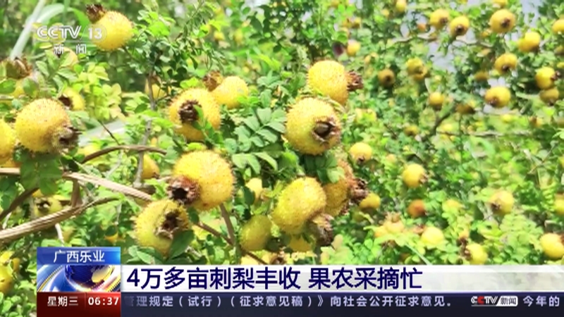 [朝闻天下]广西乐业 4万多亩刺梨丰收 果农采摘忙