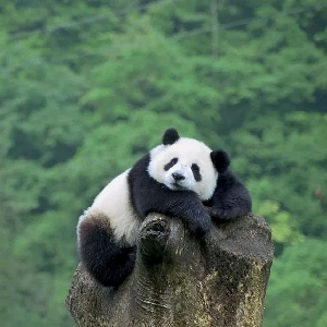 Fang不能说的秘密 