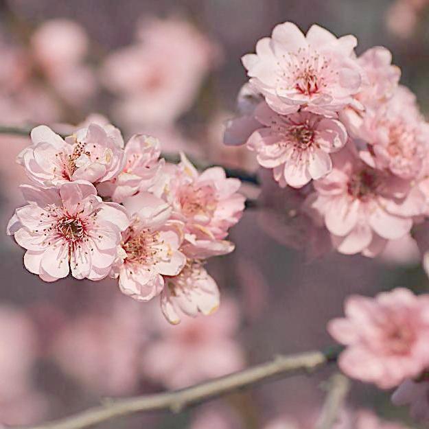 朵朵花梅 